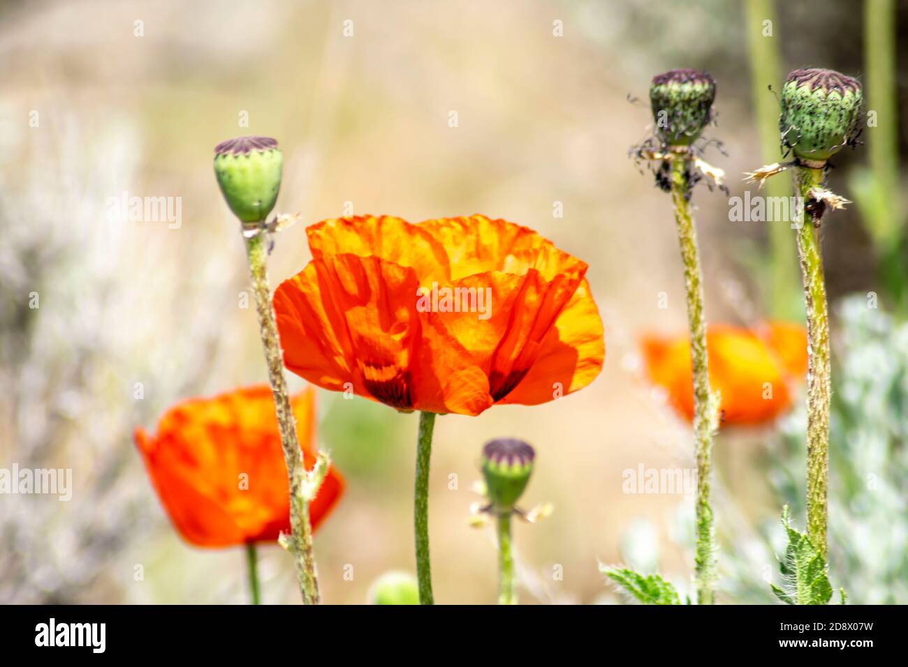 Poppy flower land hi-res stock photography and images - Alamy