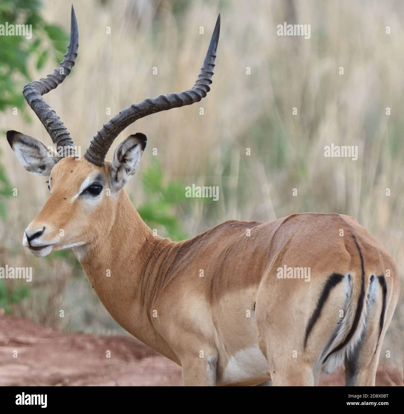 Male impala (Aepyceros melampus) showing vertical black and white ...