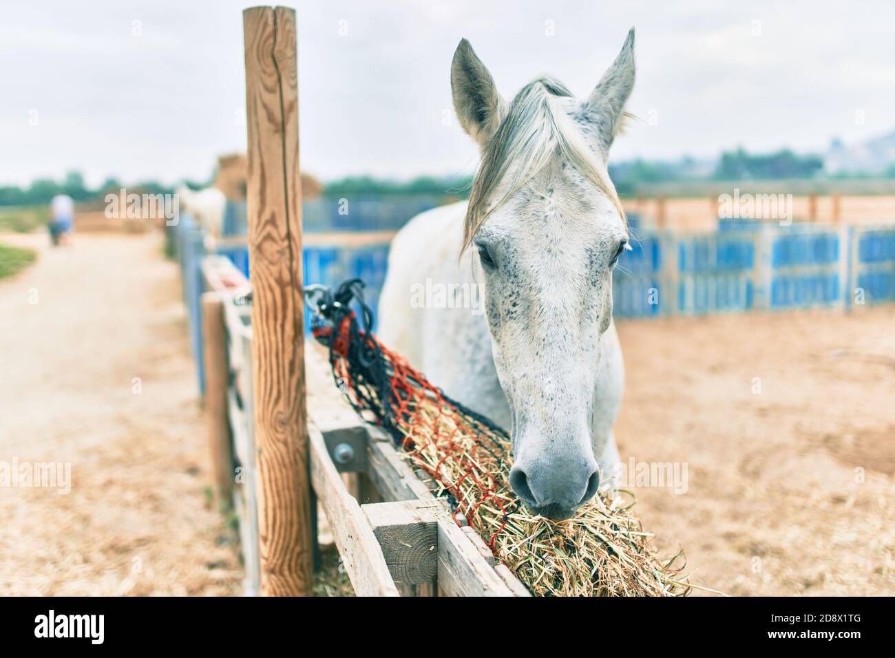 Adorable horse at the farm Stock Photo - Alamy