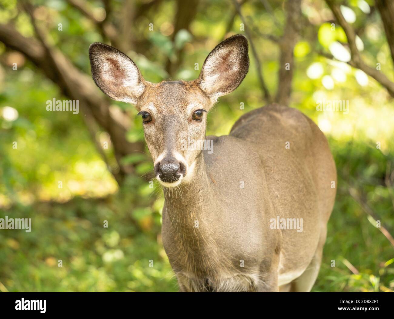 Deer looking into camera hi-res stock photography and images - Alamy