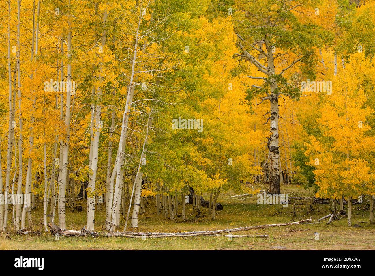 Aspen trees in brilliant fall color in the Dixie National Forest on ...