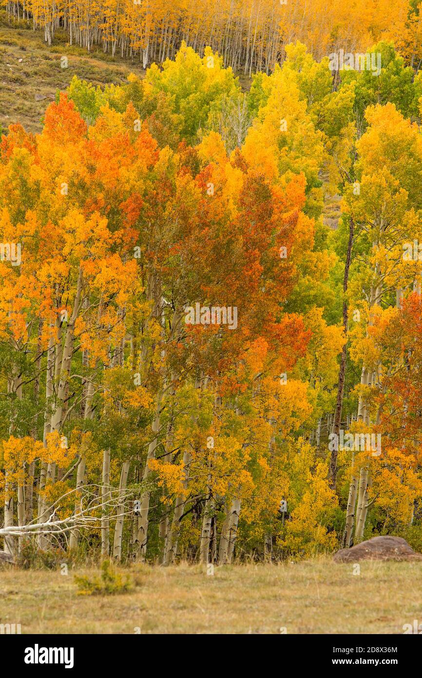 Aspen trees in brilliant fall color in the Dixie National Forest on ...