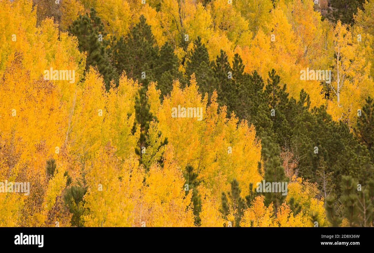 Aspen trees in brilliant fall color in the Dixie National Forest on ...