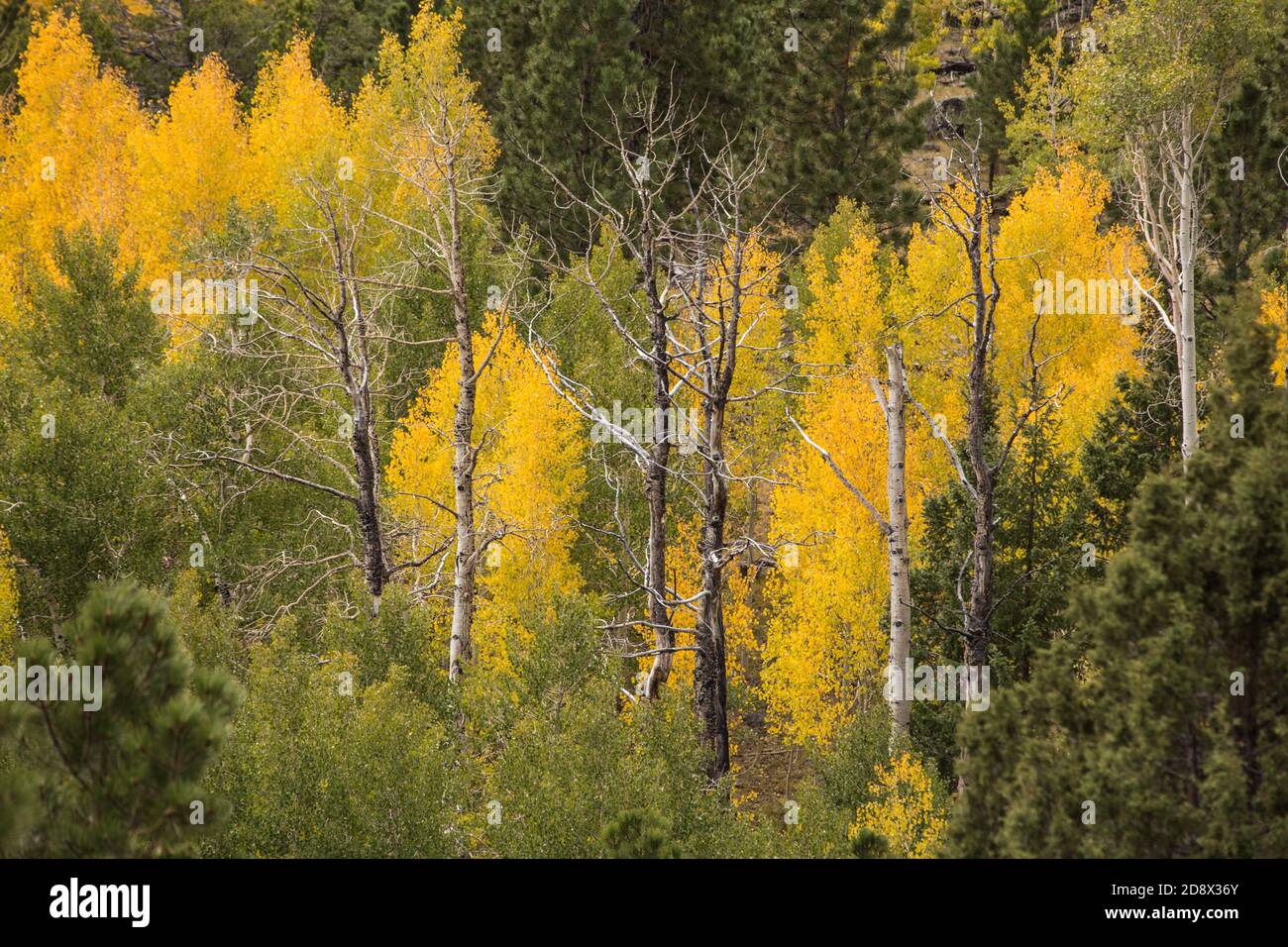 Aspen trees in brilliant fall color in the Dixie National Forest on ...