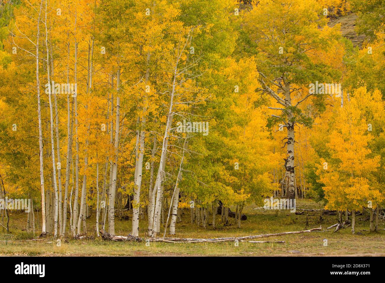 Aspen trees in brilliant fall color in the Dixie National Forest on ...