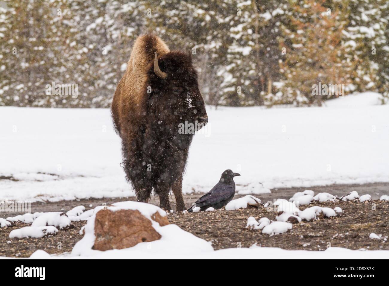 Yellowstone raven photography hi-res stock photography and images - Alamy