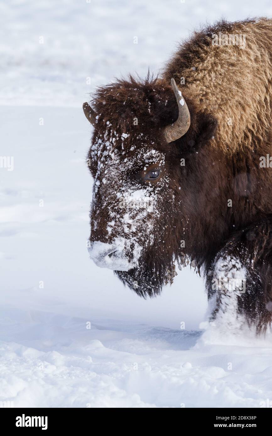 American bison yellowstone national hi-res stock photography and images ...