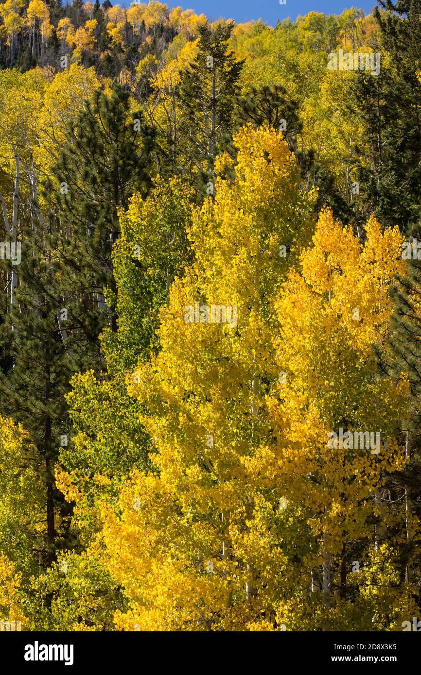Aspen trees in brilliant fall color in the Dixie National Forest on ...