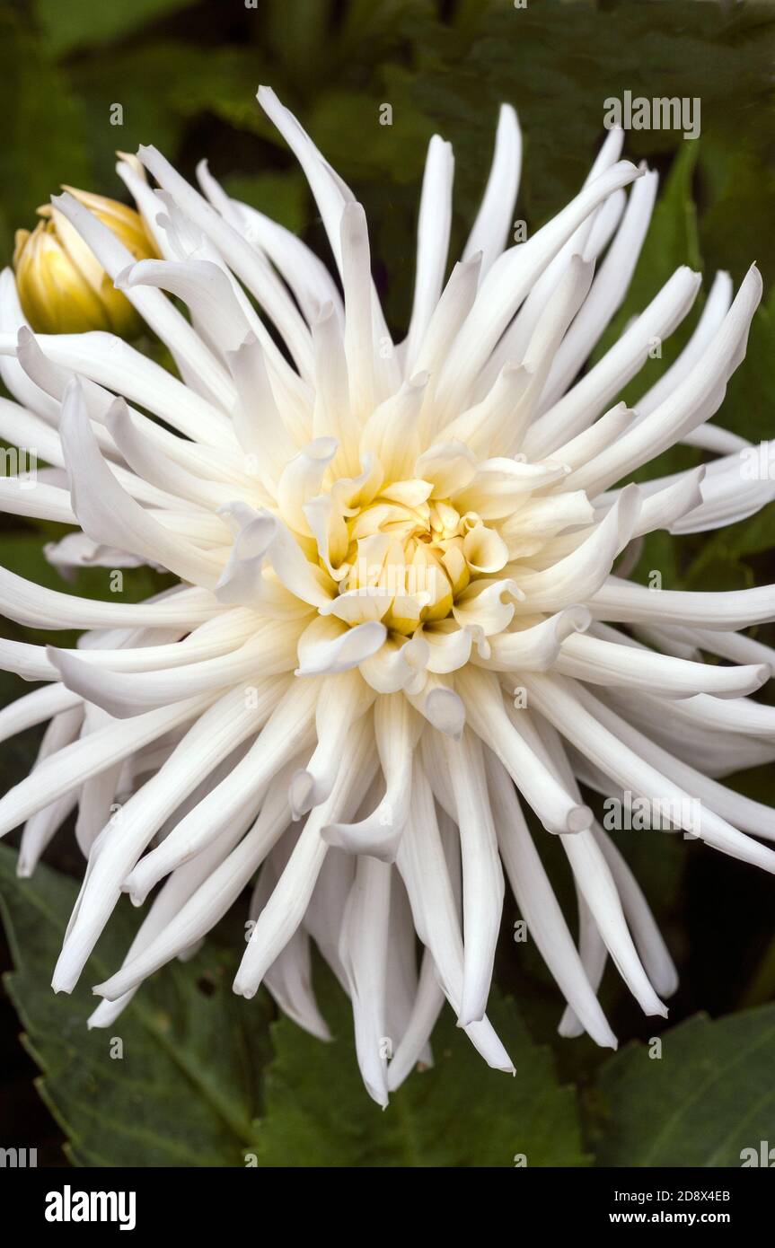 Close up of Playa Blanca a white cactus dahlia with flower bud A ...