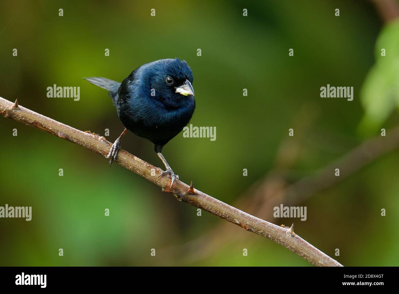 Wing spar hi-res stock photography and images - Alamy