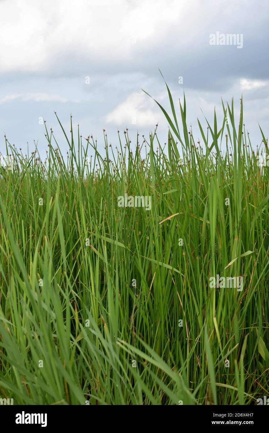 Thick green marsh grass growing out of the bayou Stock Photo - Alamy