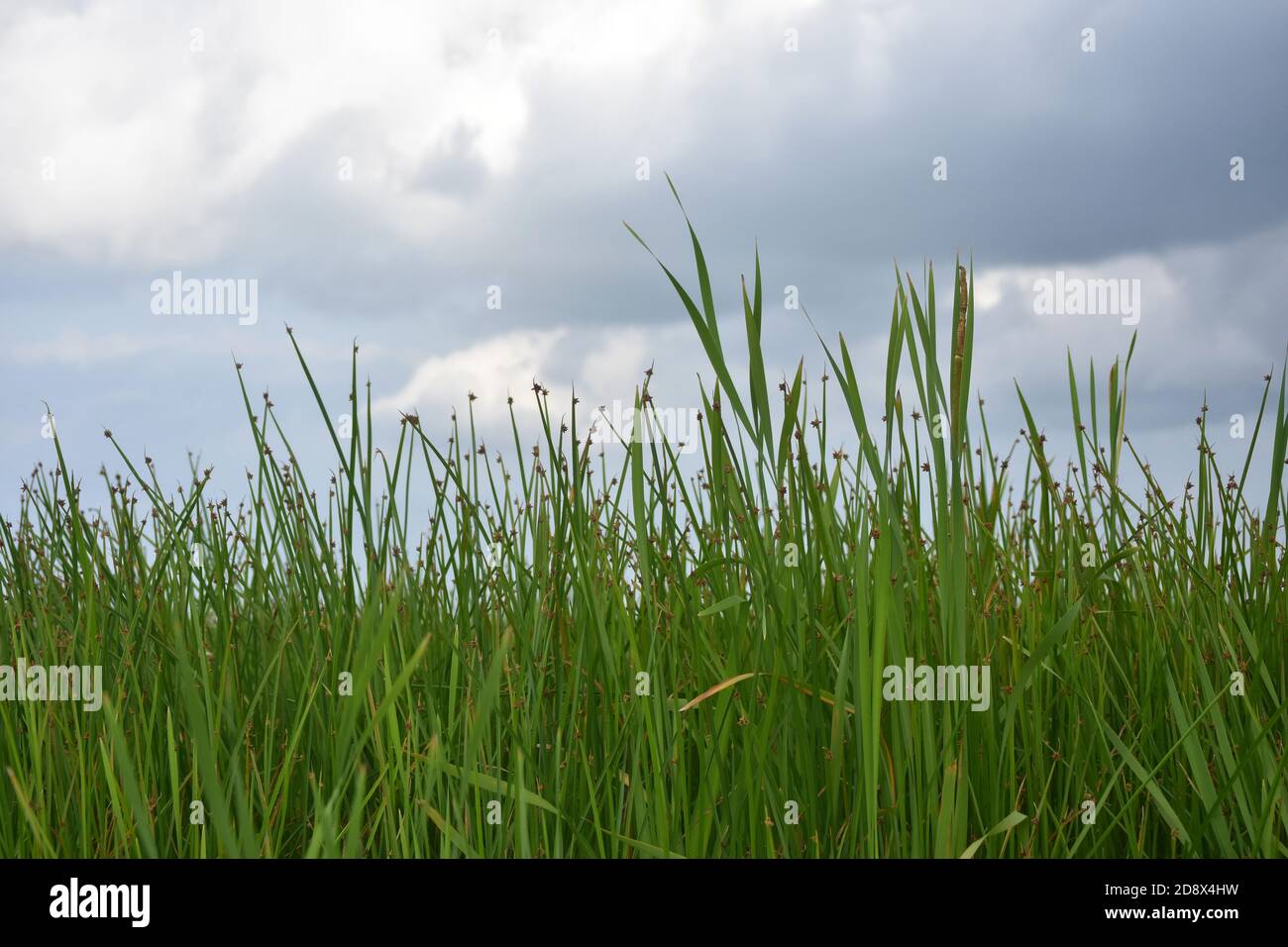 Dark grey storm clouds over marsh grash in the swamp Stock Photo - Alamy