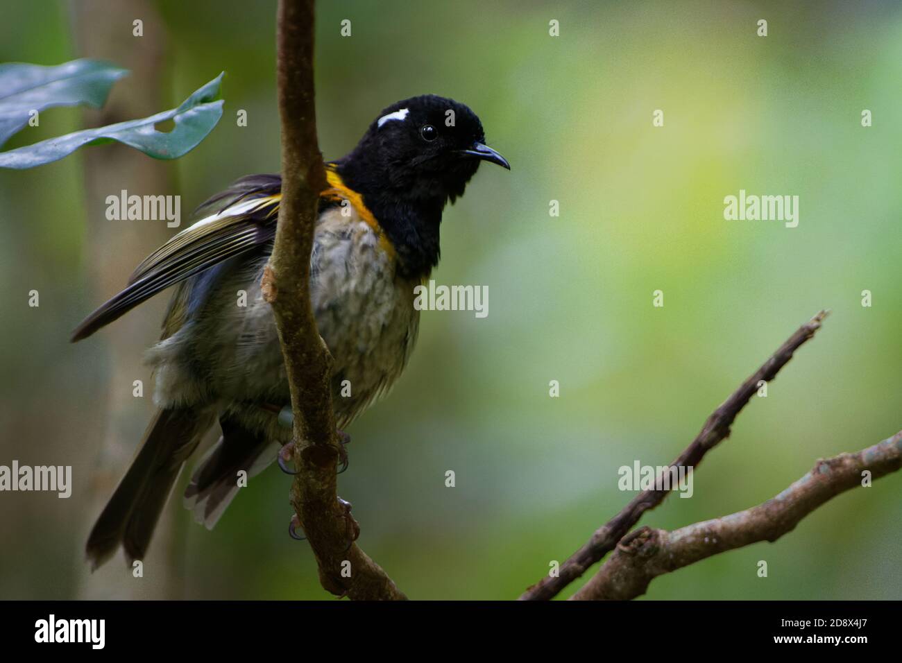 Titi bird hi-res stock photography and images - Alamy