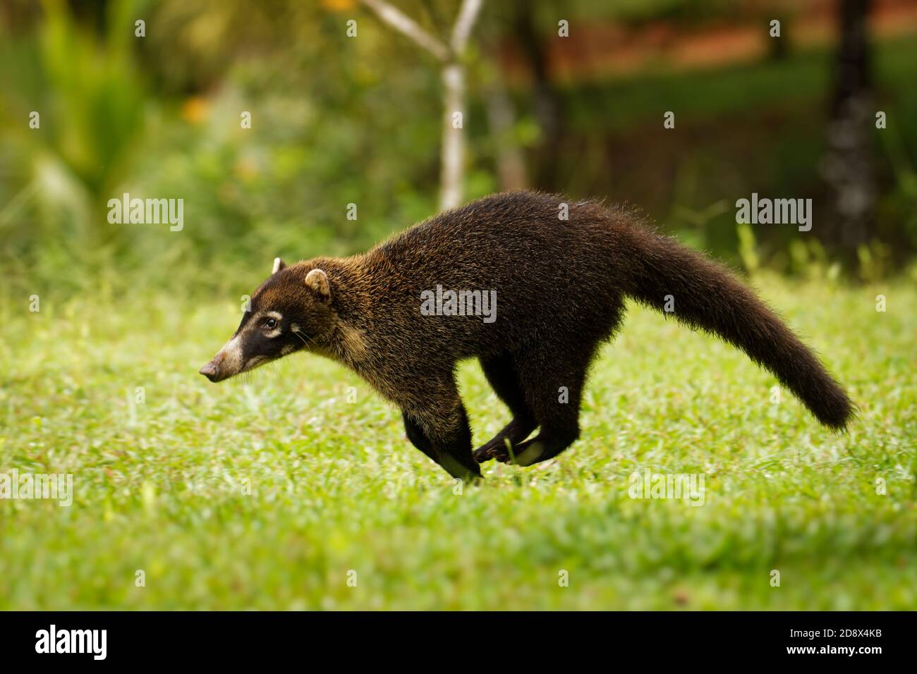 White Nosed Coati Nasua Narica Known As The Coatimundi Member Of
