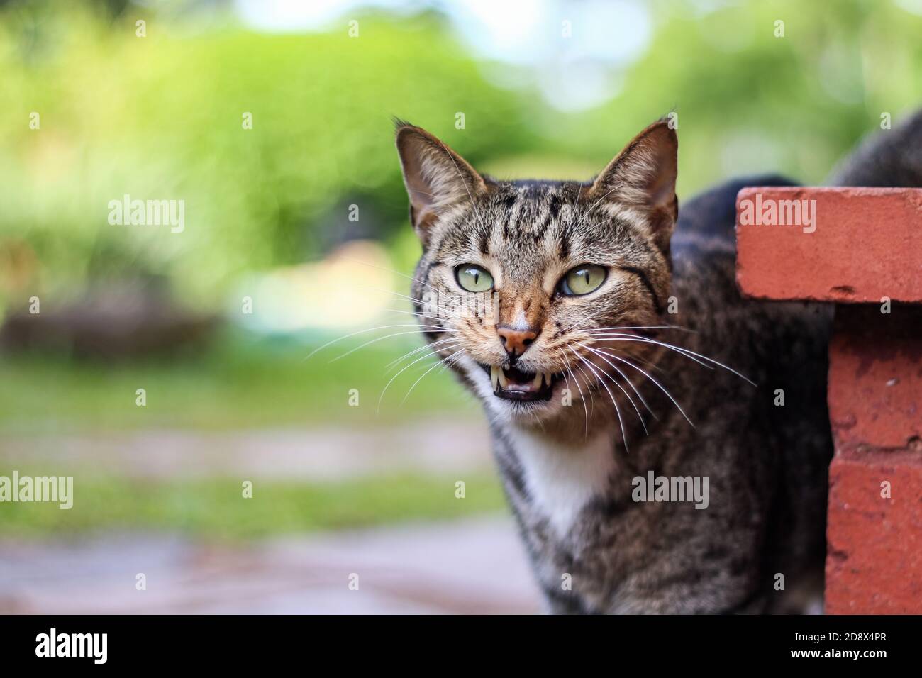 Male mackerel tabby cat crying Stock Photo - Alamy