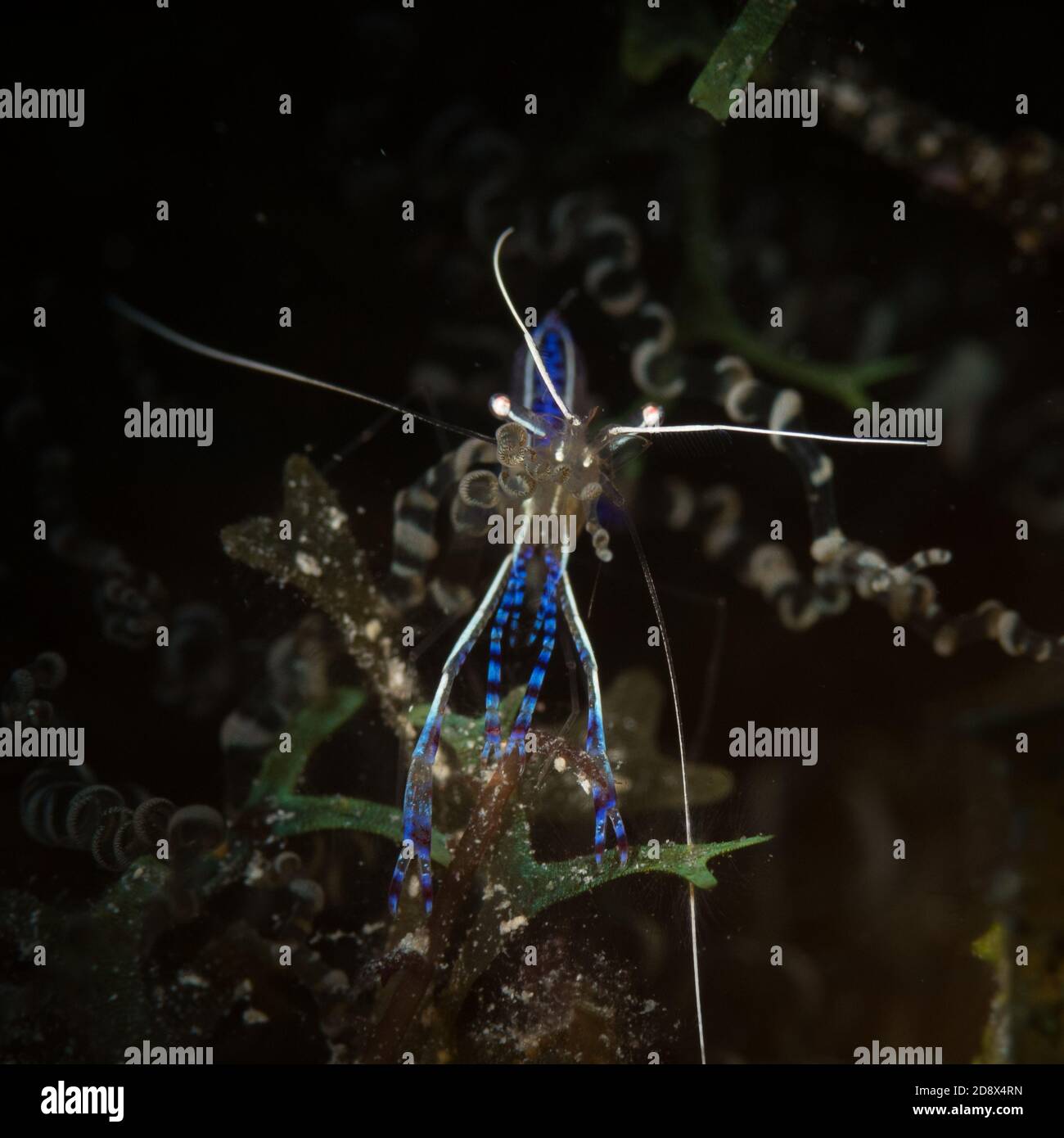 Pedersen Cleaner Shrimp (periclimenes pedersoni) lights up the Longbay ...