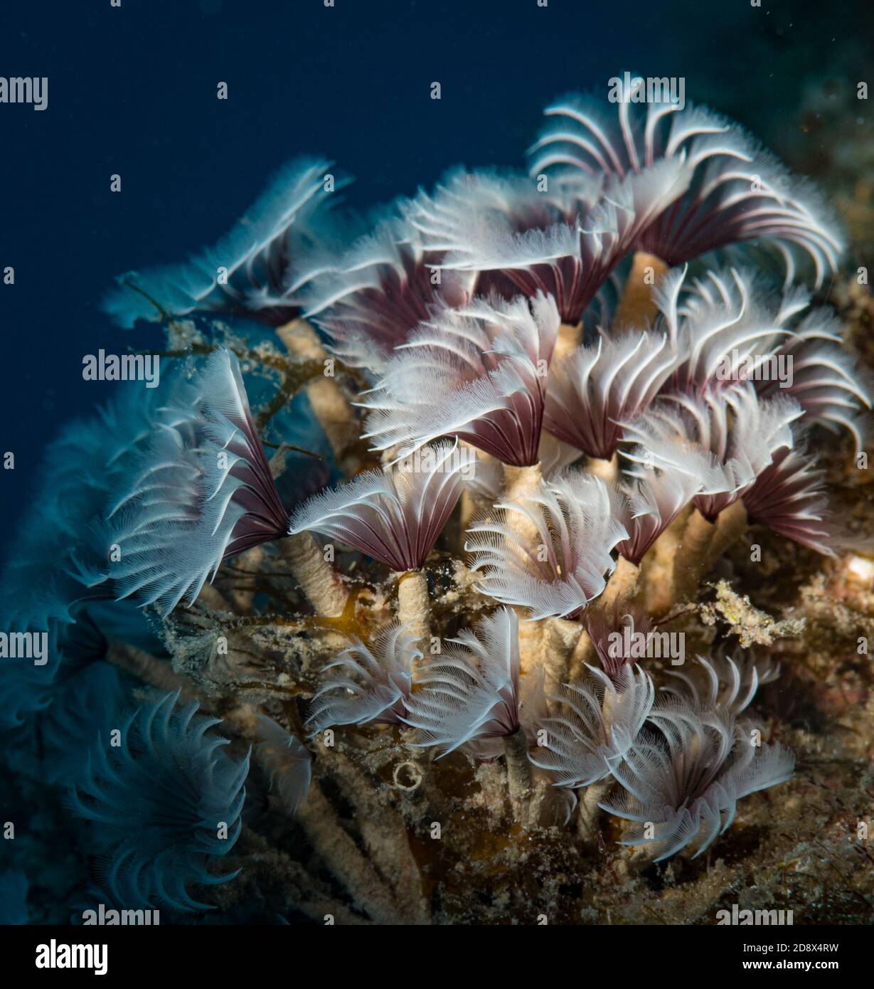 Tube worms (Sabellastarte spectabilis) show their beauty whilst feeding ...