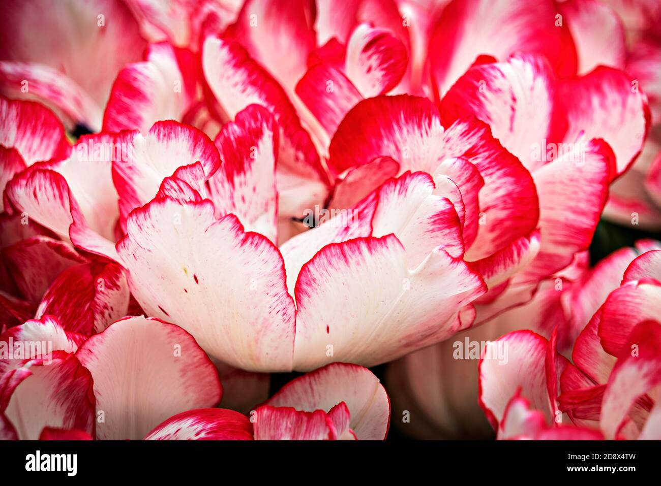 Two tone flowers hi-res stock photography and images - Alamy