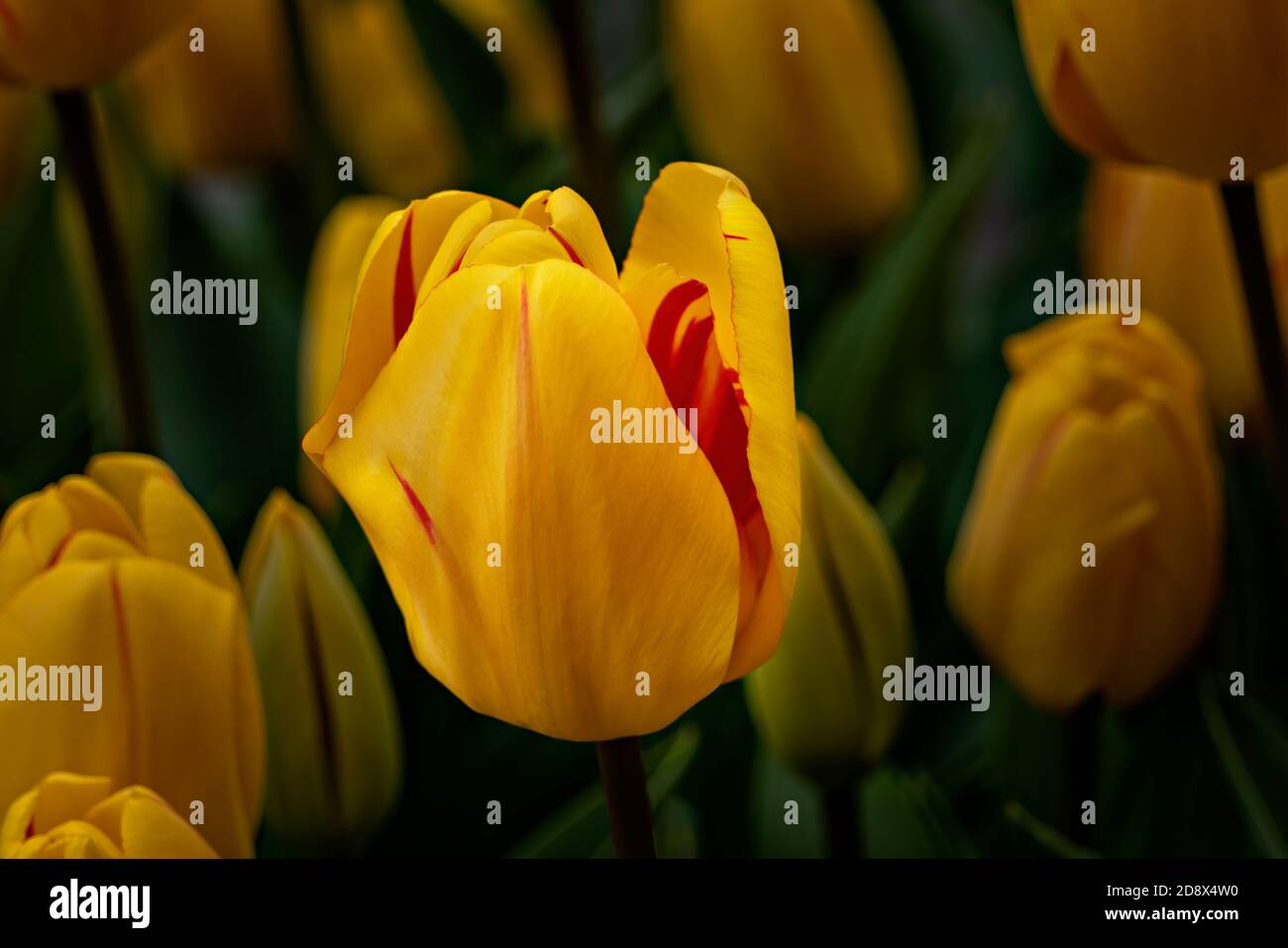 Tulip Inner Color Stock Photo - Alamy