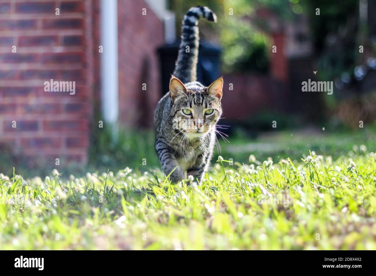 Cat walking on grass outside in the sun Stock Photo - Alamy