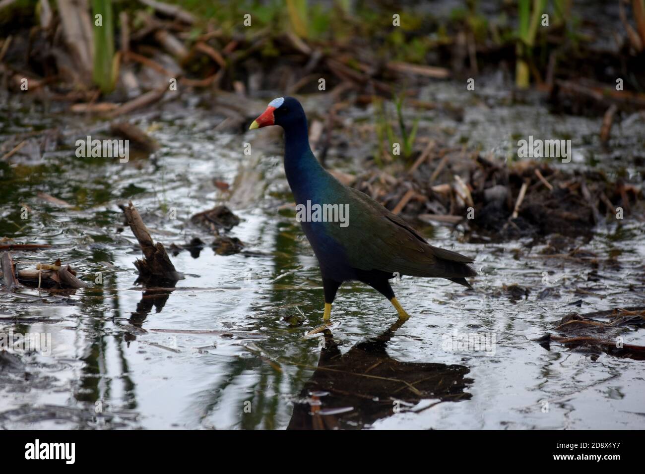 Bird walking through mud flats in a swamp Stock Photo - Alamy