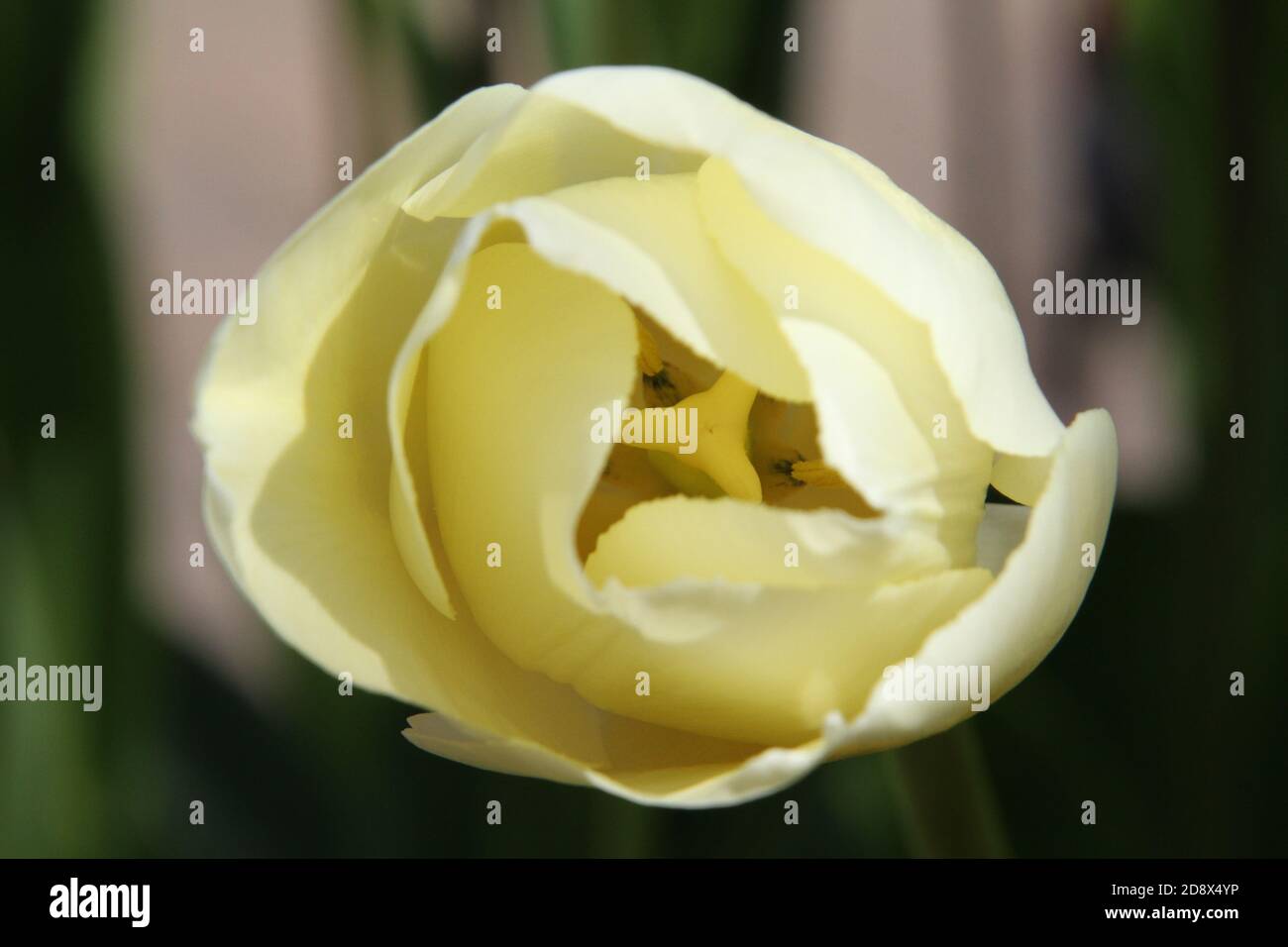 Seen from the rose garden hi-res stock photography and images - Alamy