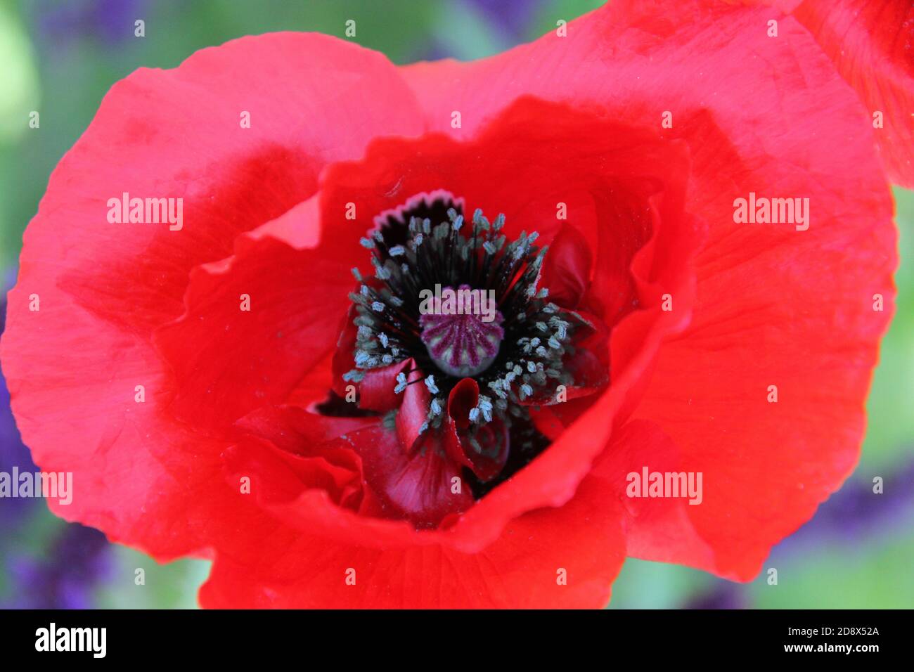 A closeup of a red poppy with a purple and black center Stock Photo - Alamy
