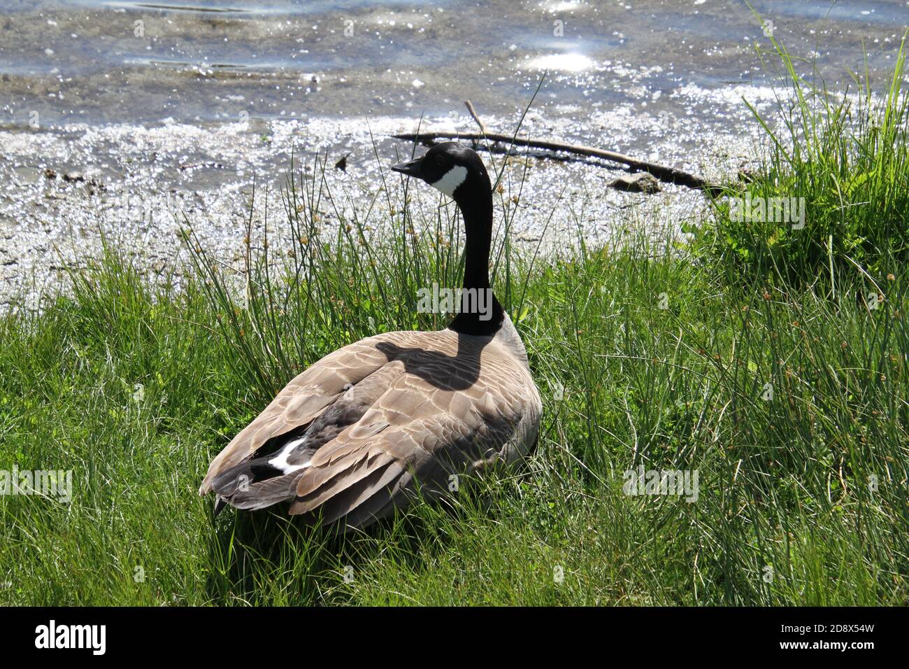 A close up of a Canadian goose sitting in the grass next to a small ...