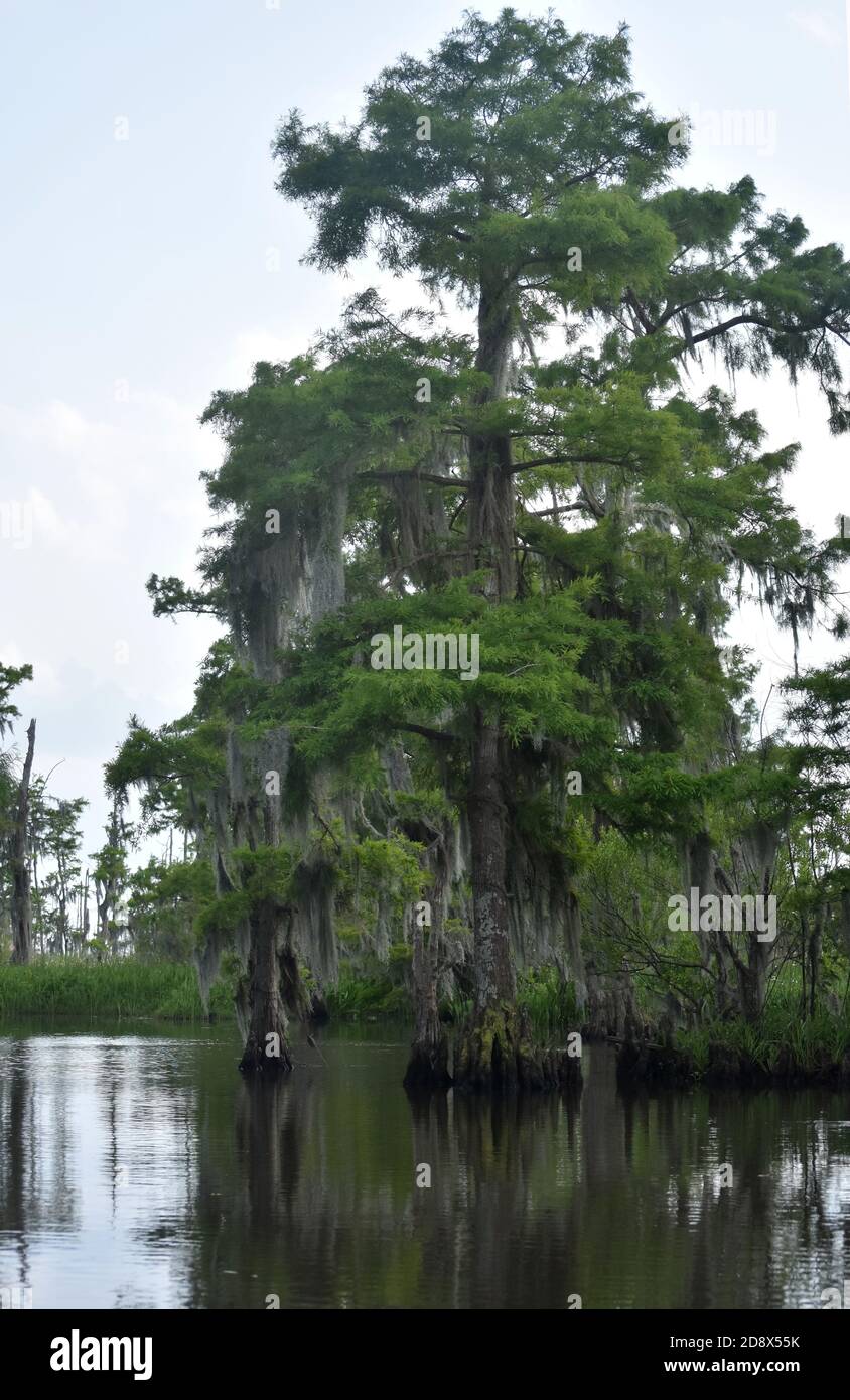 Big trees growing out of the marsh and swamp Stock Photo - Alamy