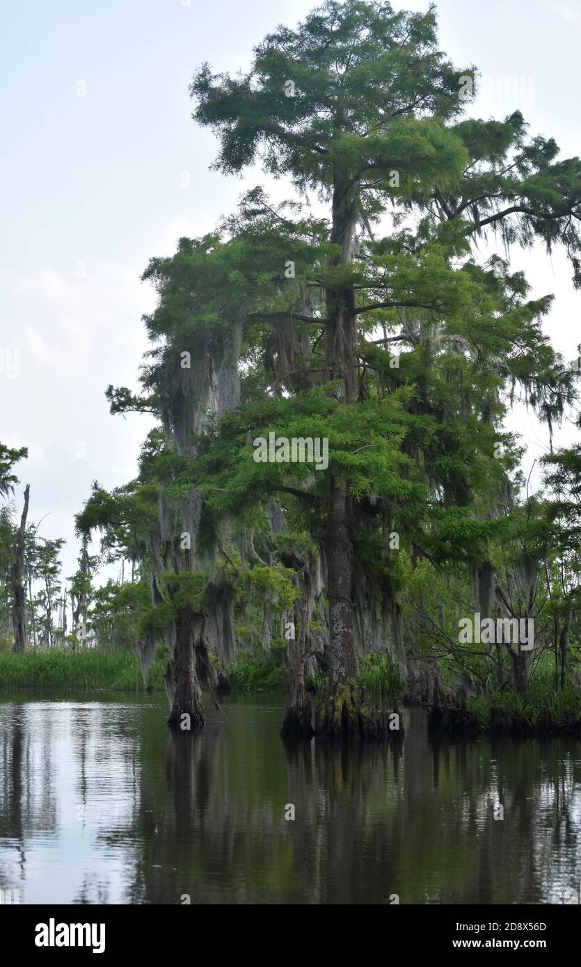 Scenic marsh views with large trees and spanish moss Stock Photo - Alamy