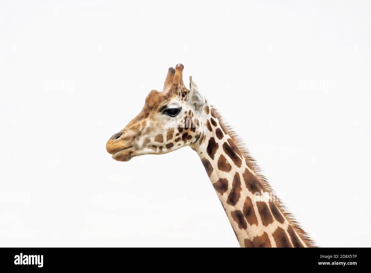 Giraffe white background hi-res stock photography and images - Alamy