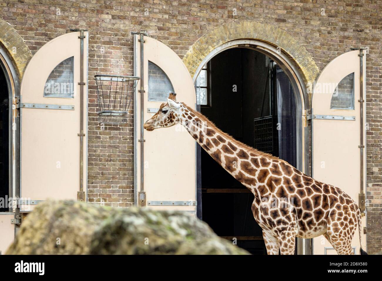 beautiful giraffe at ZSL London zoo Stock Photo - Alamy