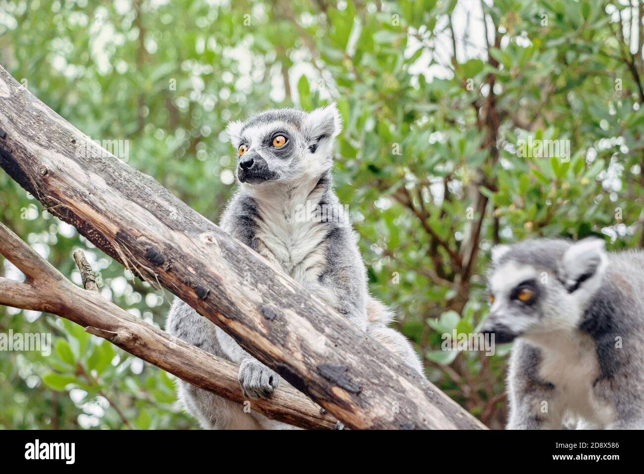Rainforest Lemur High Resolution Stock Photography and Images - Alamy