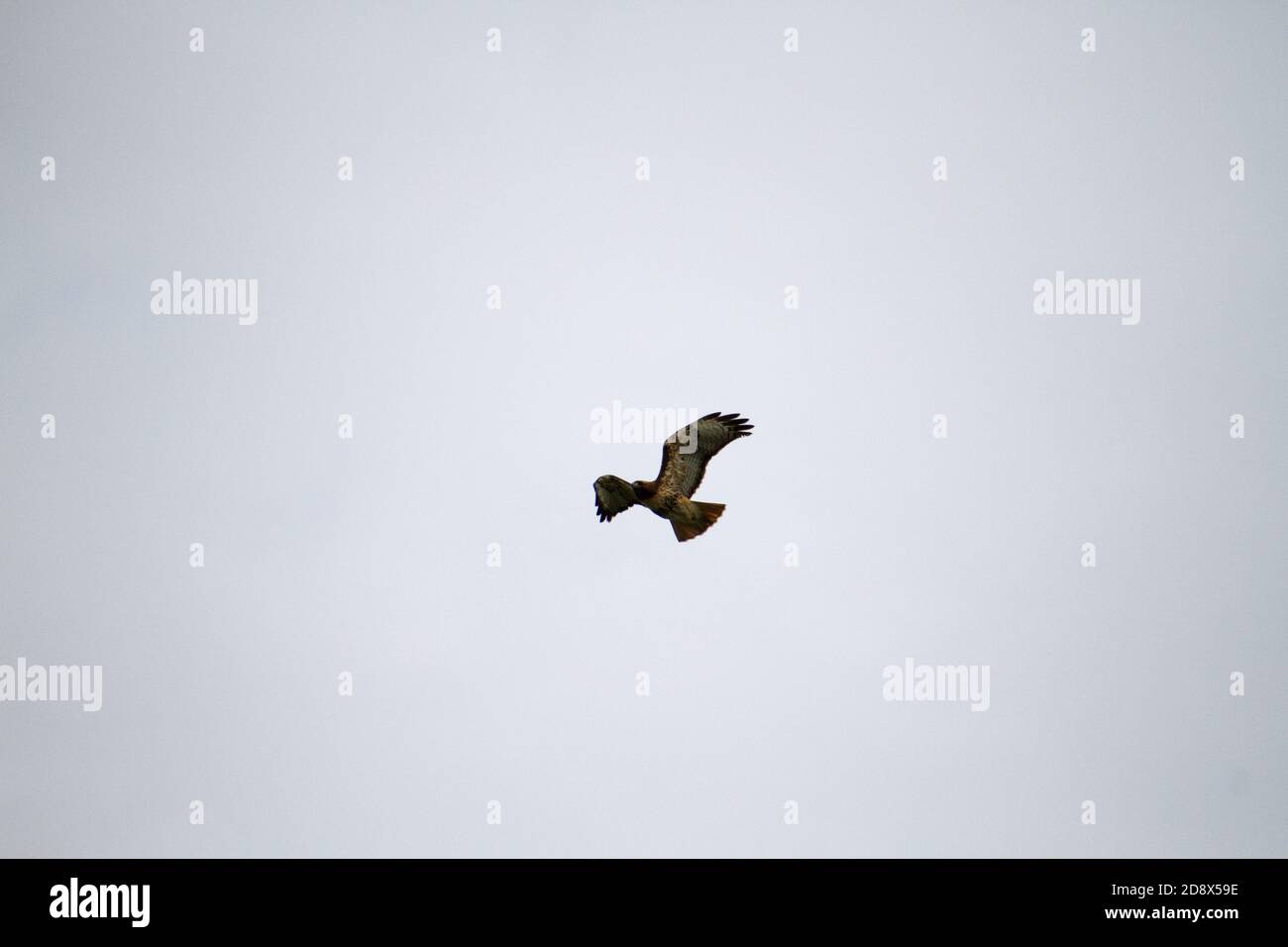 A red tailed hawk in the sky with a light blue-grey sky in the ...