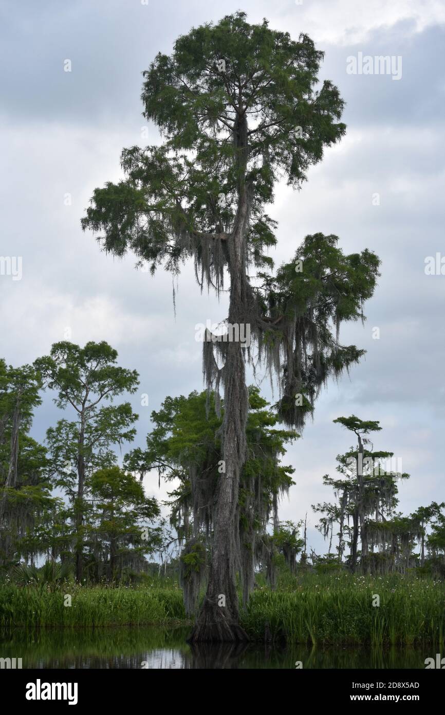 Tall tree growing out of the swamp and marsh Stock Photo - Alamy