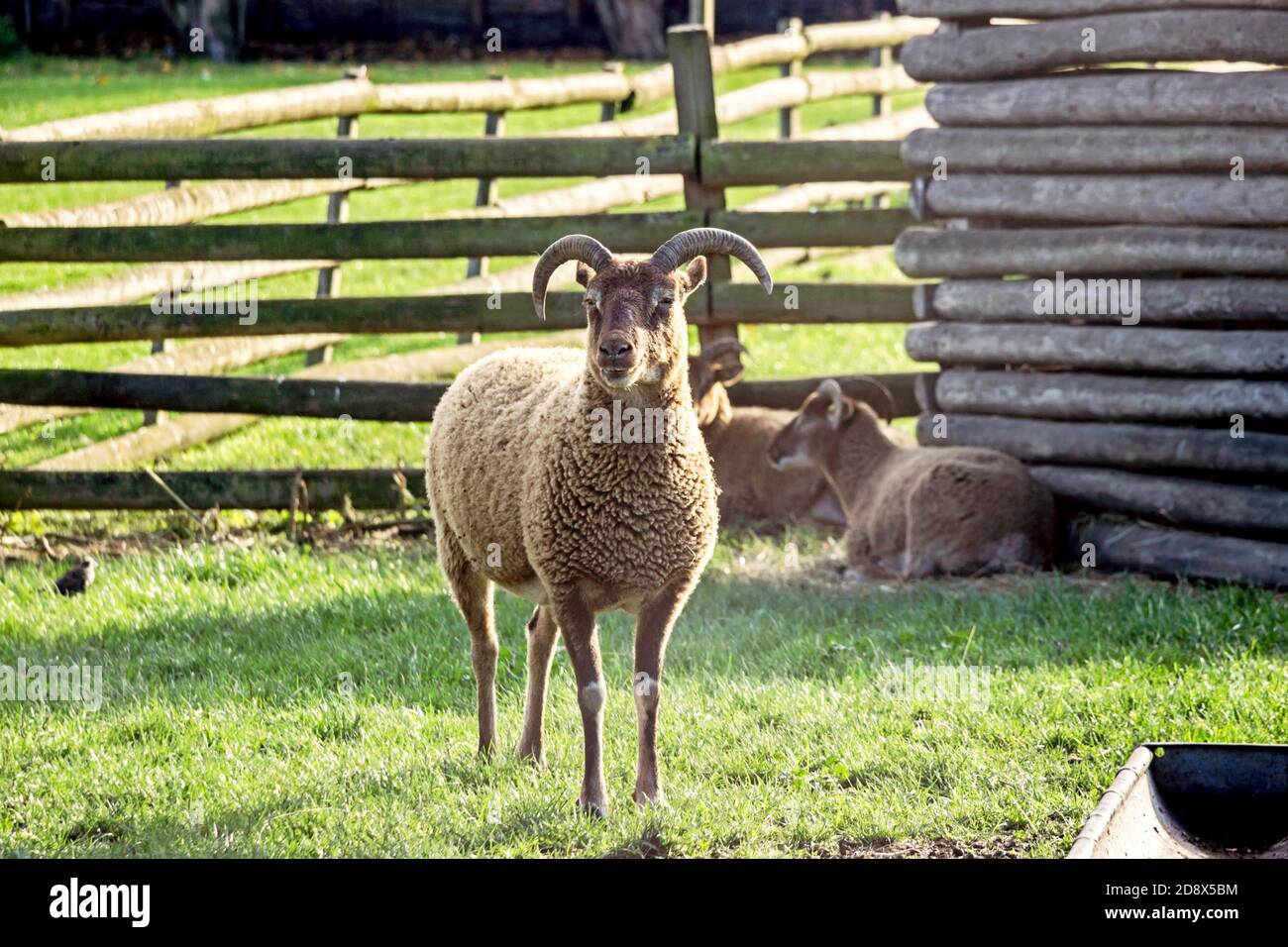 sheep behind fence at Mudchute Park and Farm in London Stock Photo - Alamy