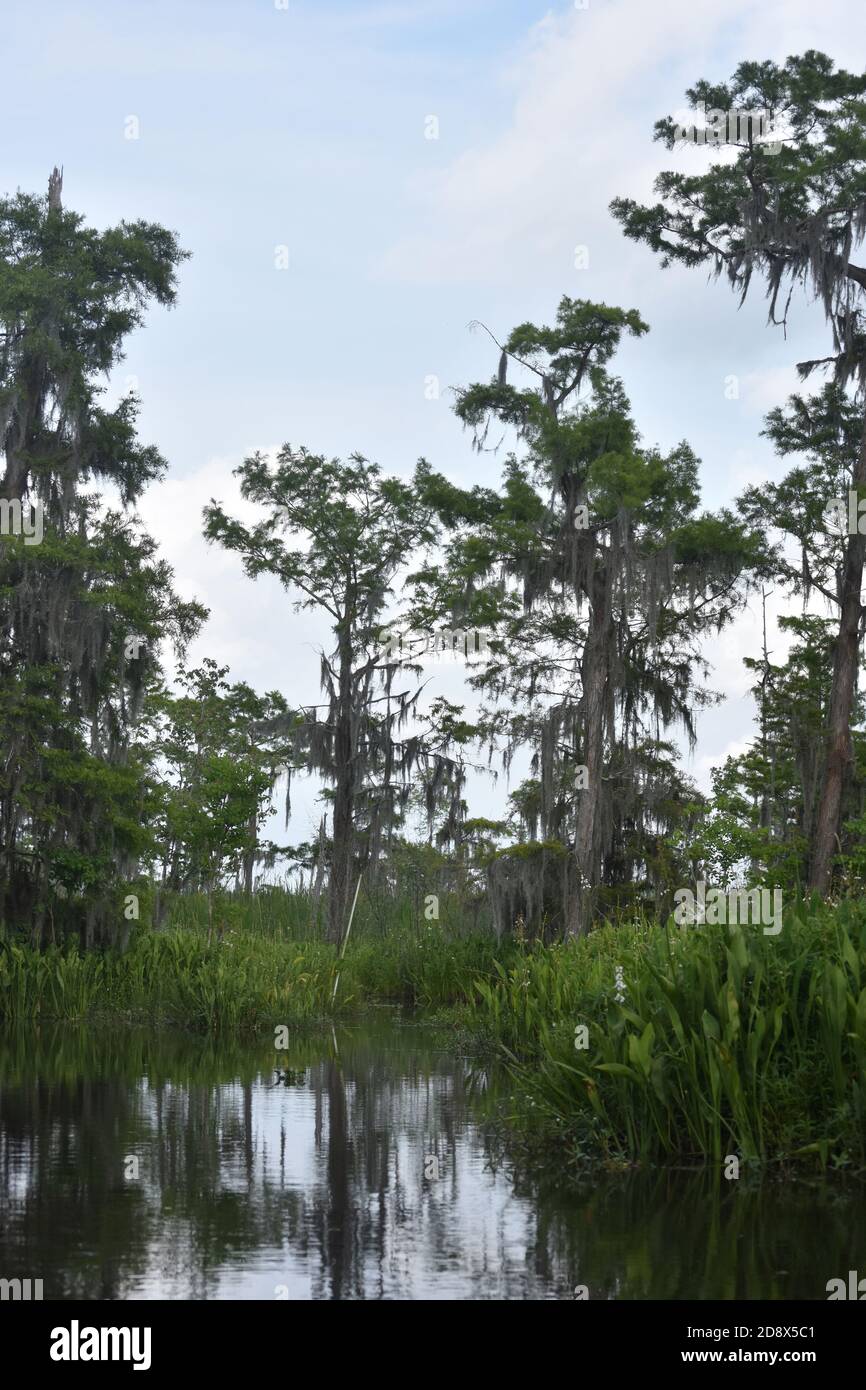 Water ways winding through the swamp of the bayou Stock Photo - Alamy
