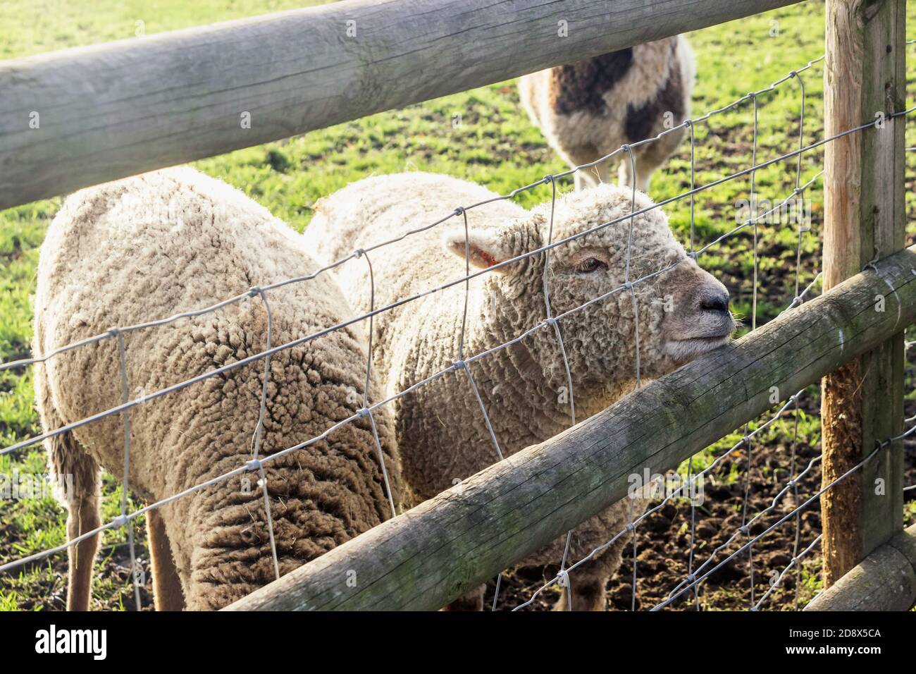 sheep behind fence at Mudchute Park and Farm in London Stock Photo - Alamy