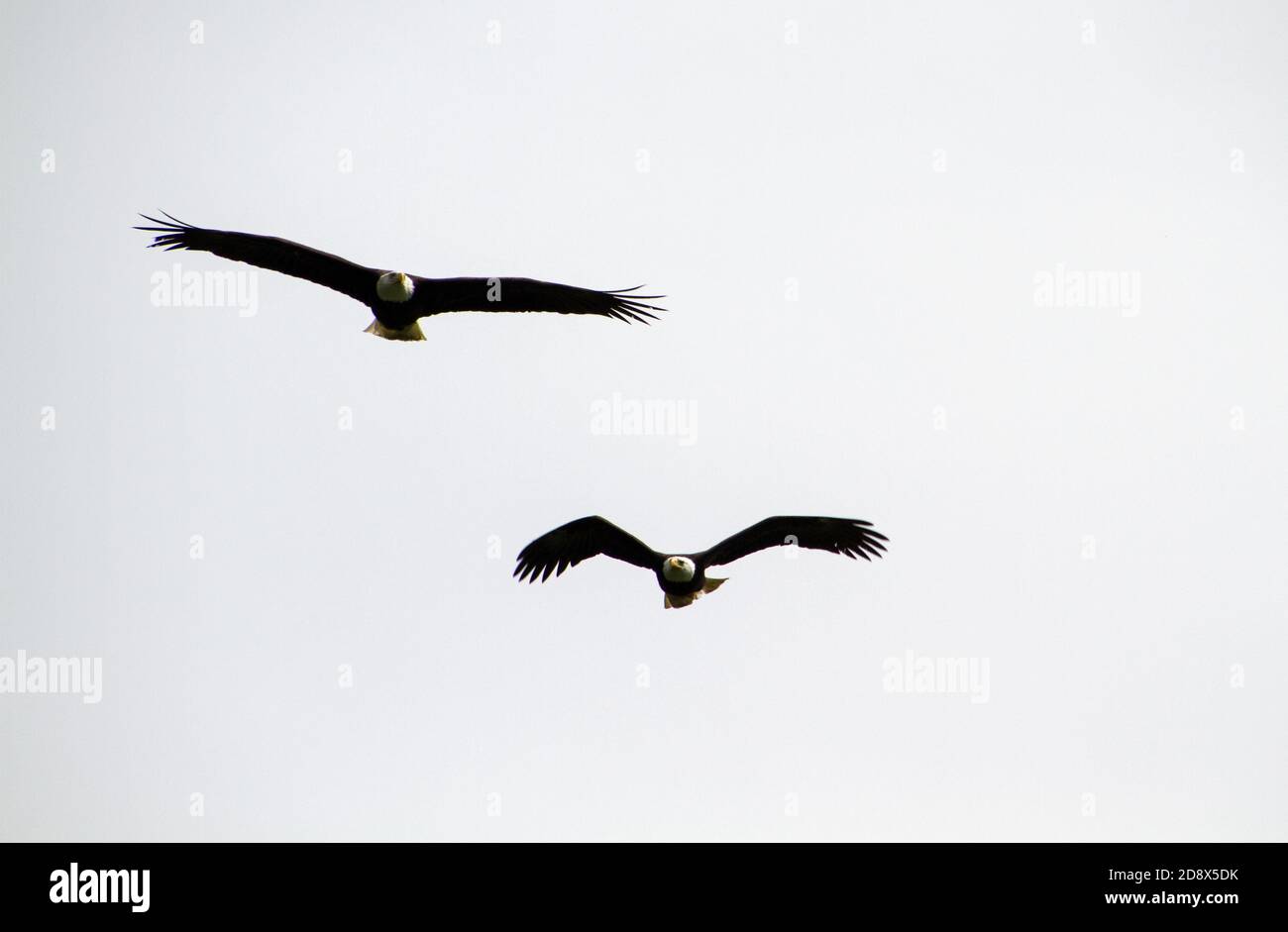 Eagles flying together hi-res stock photography and images - Alamy