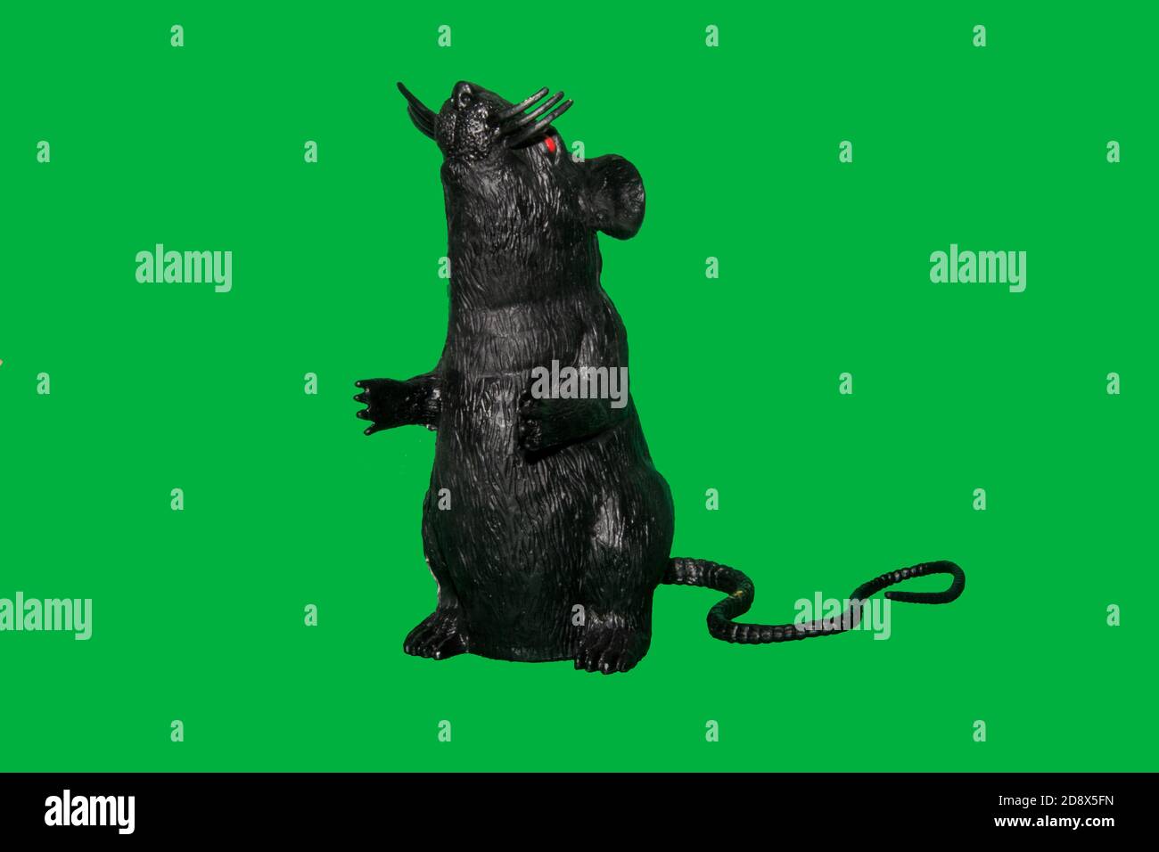 A fake plastic rat standing upright so you can see it's belly and one ...