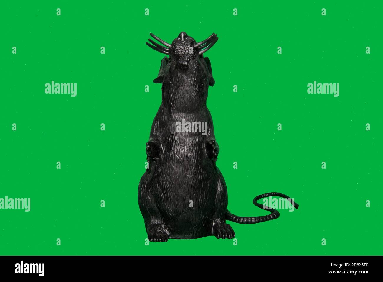 A fake plastic rat standing upright so you can see it's belly with a ...