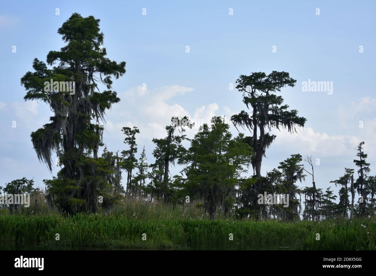 Marsh grasses trees growing hi-res stock photography and images - Alamy
