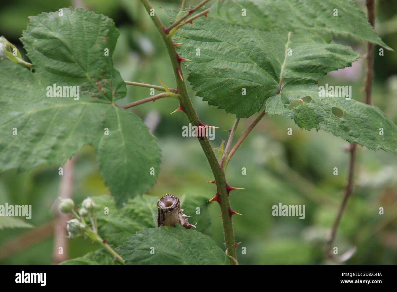 Thorny vine hi-res stock photography and images - Alamy