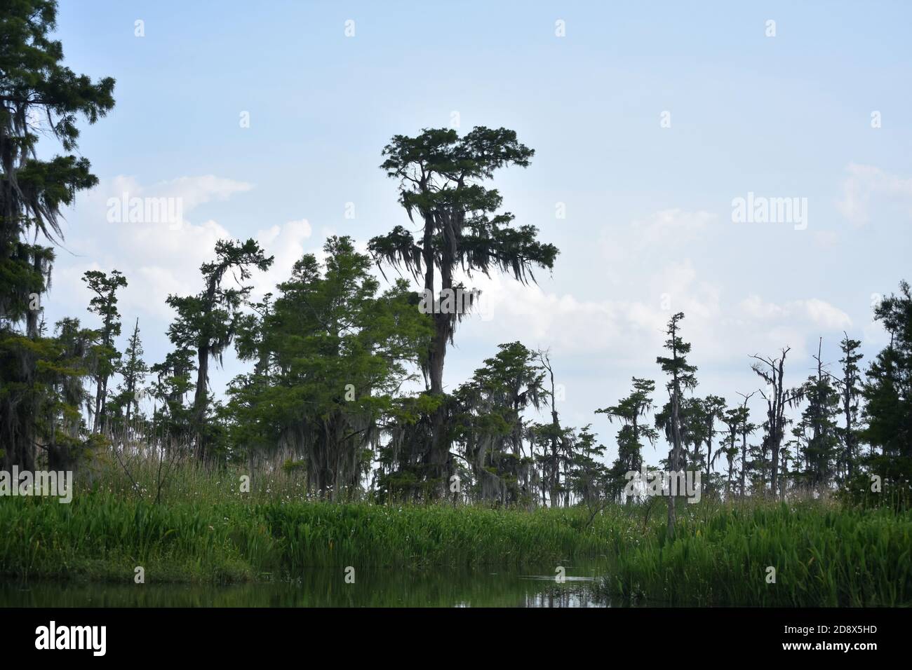 Barataria marsh hi-res stock photography and images - Alamy