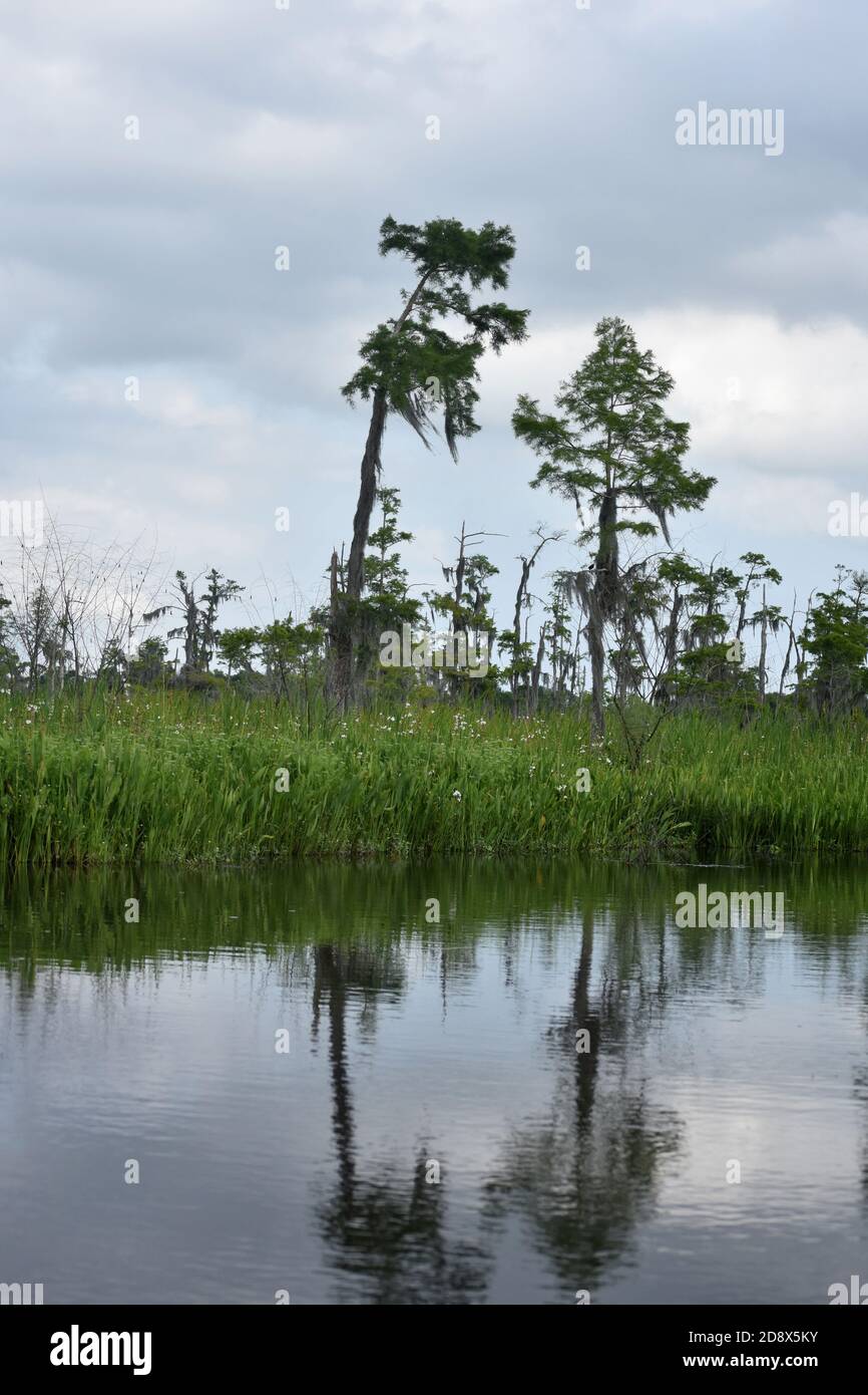 Trees seen in the swamp's reflection in New Orleans Stock Photo - Alamy