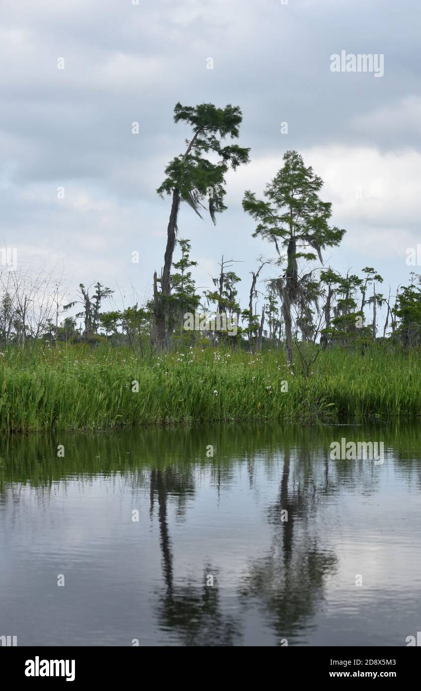 Beautiful scenic views of a river in the bayou Stock Photo - Alamy