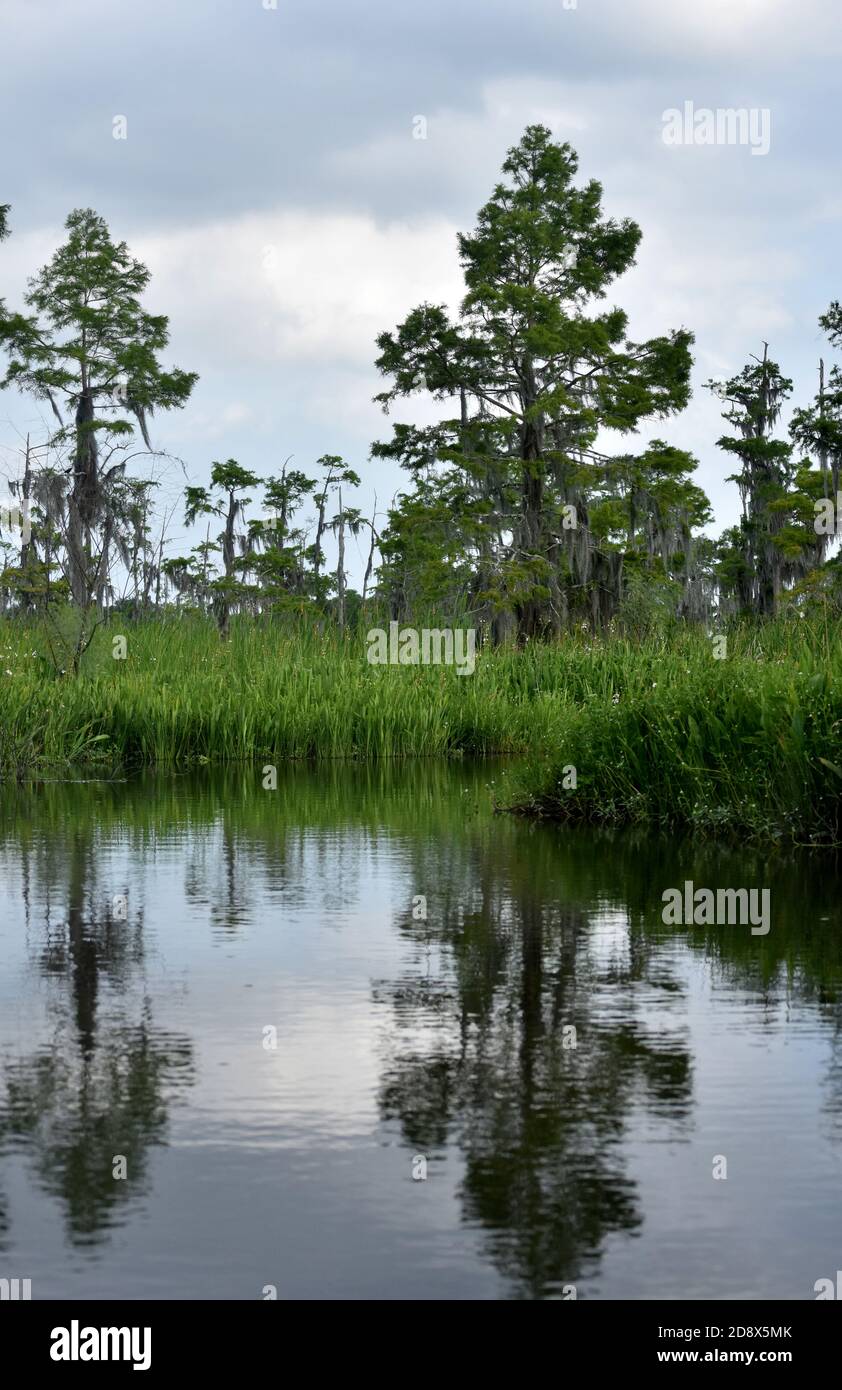 Towering trees reflecting in hi-res stock photography and images - Alamy