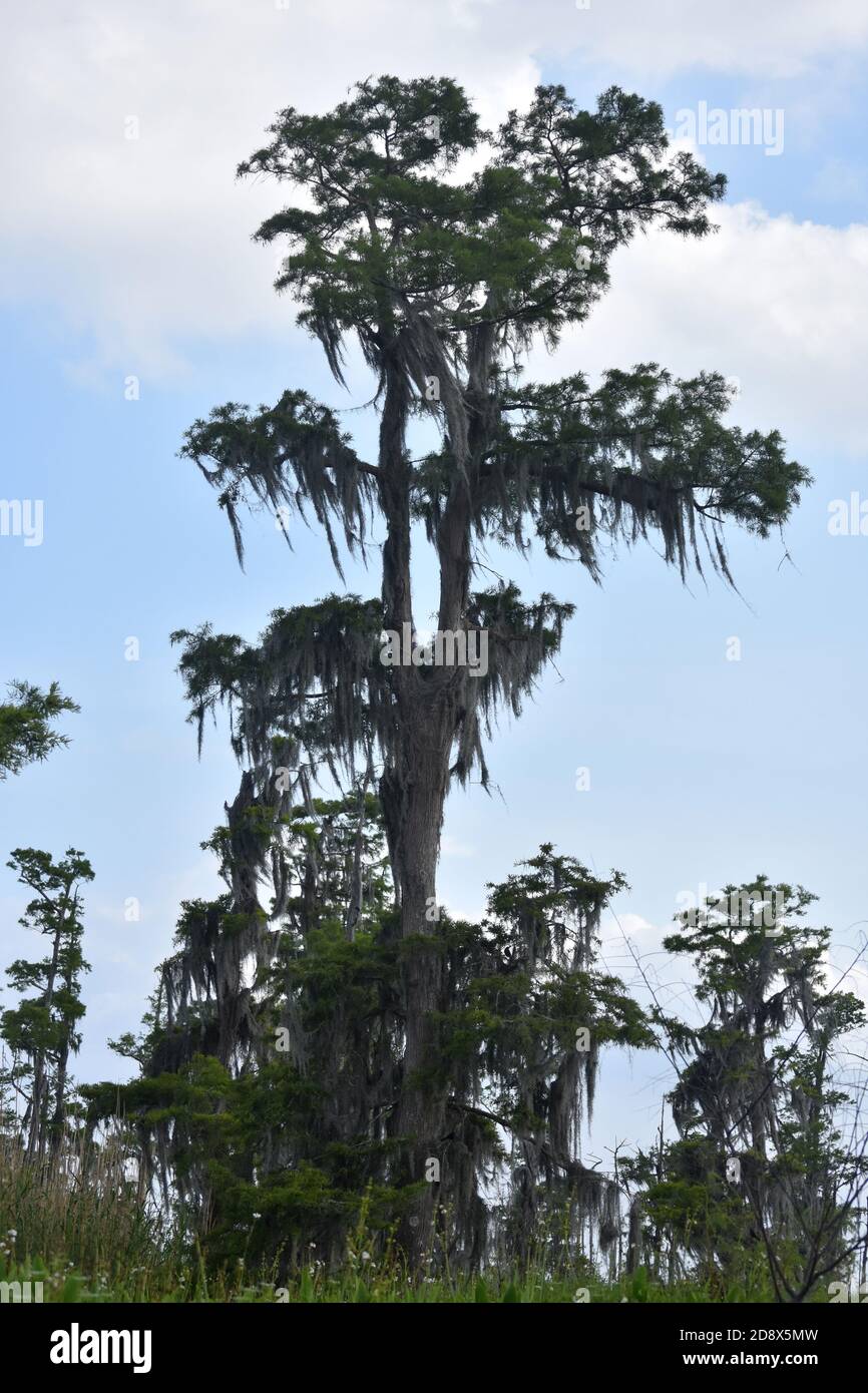 Spanish moss draped tree in the bayou Stock Photo - Alamy