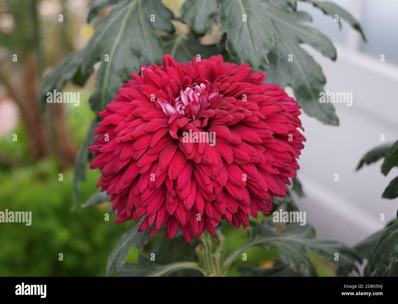 Deep red color of Chrysanthemum 'Black Magic' flower Stock Photo - Alamy