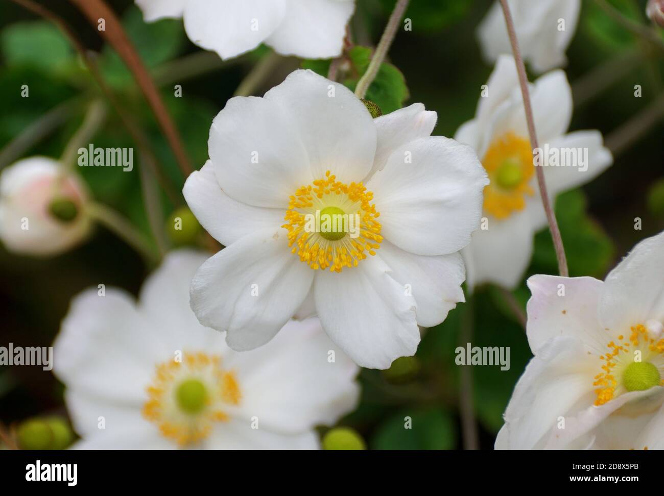 Chinese anemone hi-res stock photography and images - Alamy